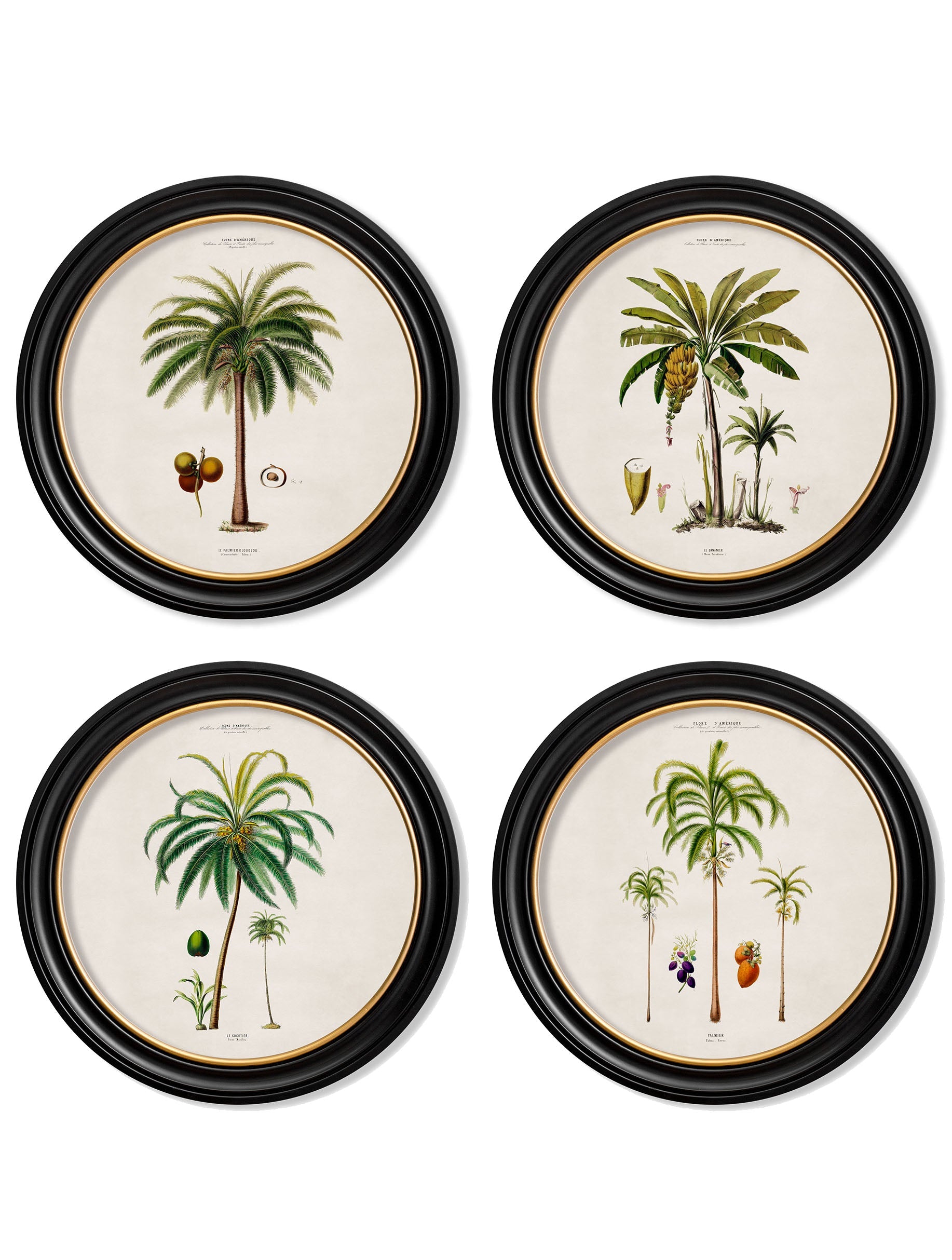 c.1843 Studies of South American Palm Trees in Round Frames – Furniture ...